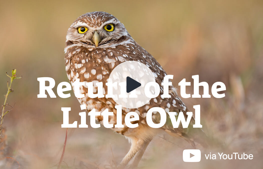 Here S How We Re Bringing Back The Little Owl Planet Wild